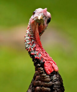 Fowl facts – USPS Employee News