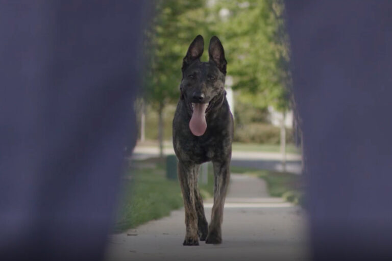 Pet precautions – USPS Employee News