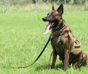 Combat canines – USPS Employee News