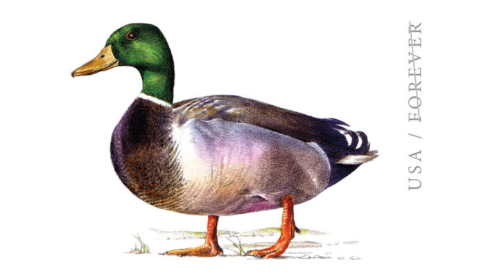 StampMallardDuck_large-story – USPS Employee News